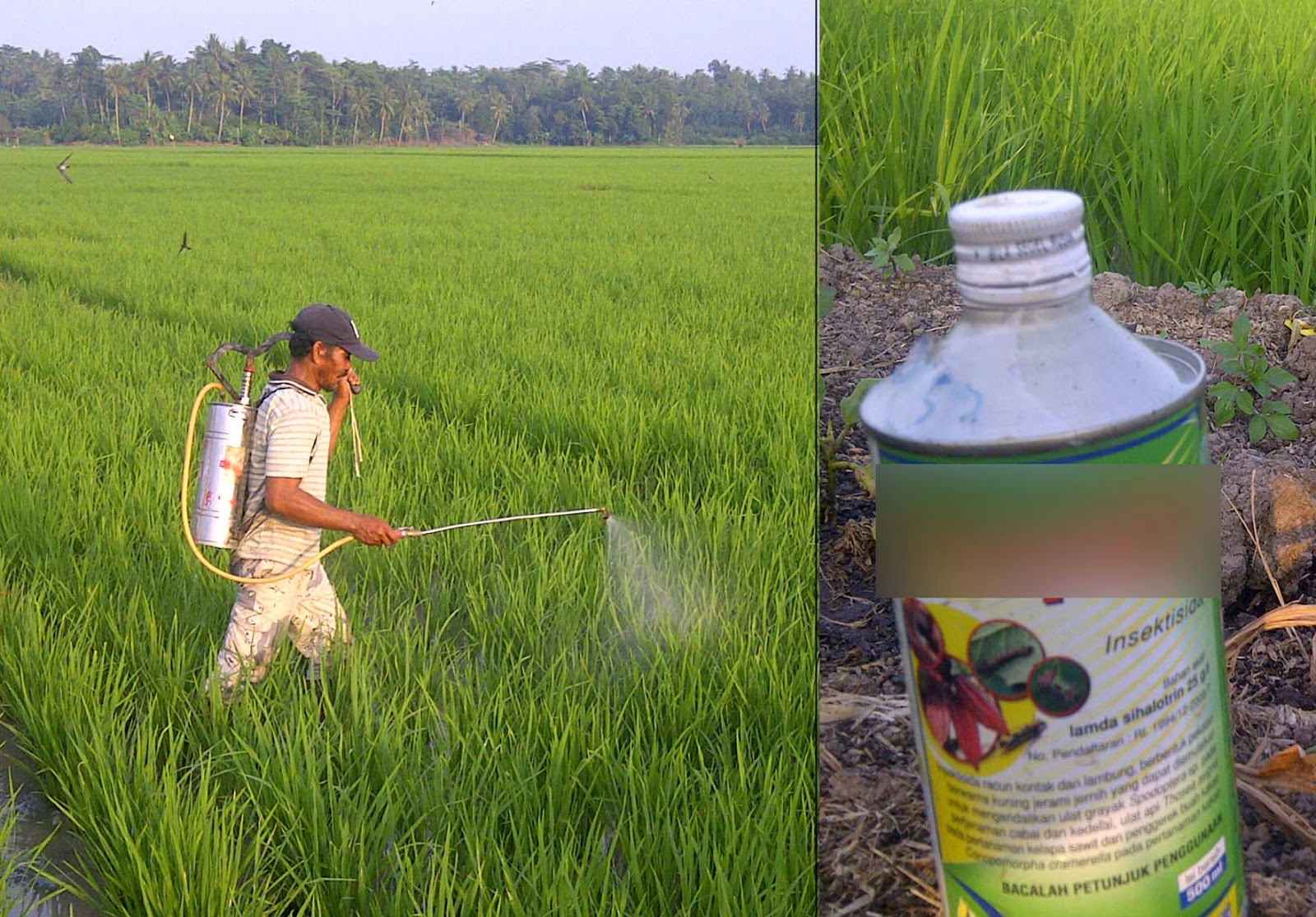 Pencemaran Lingkungan Pada Kegiatan Budidaya Pertanian dan Solusi ...